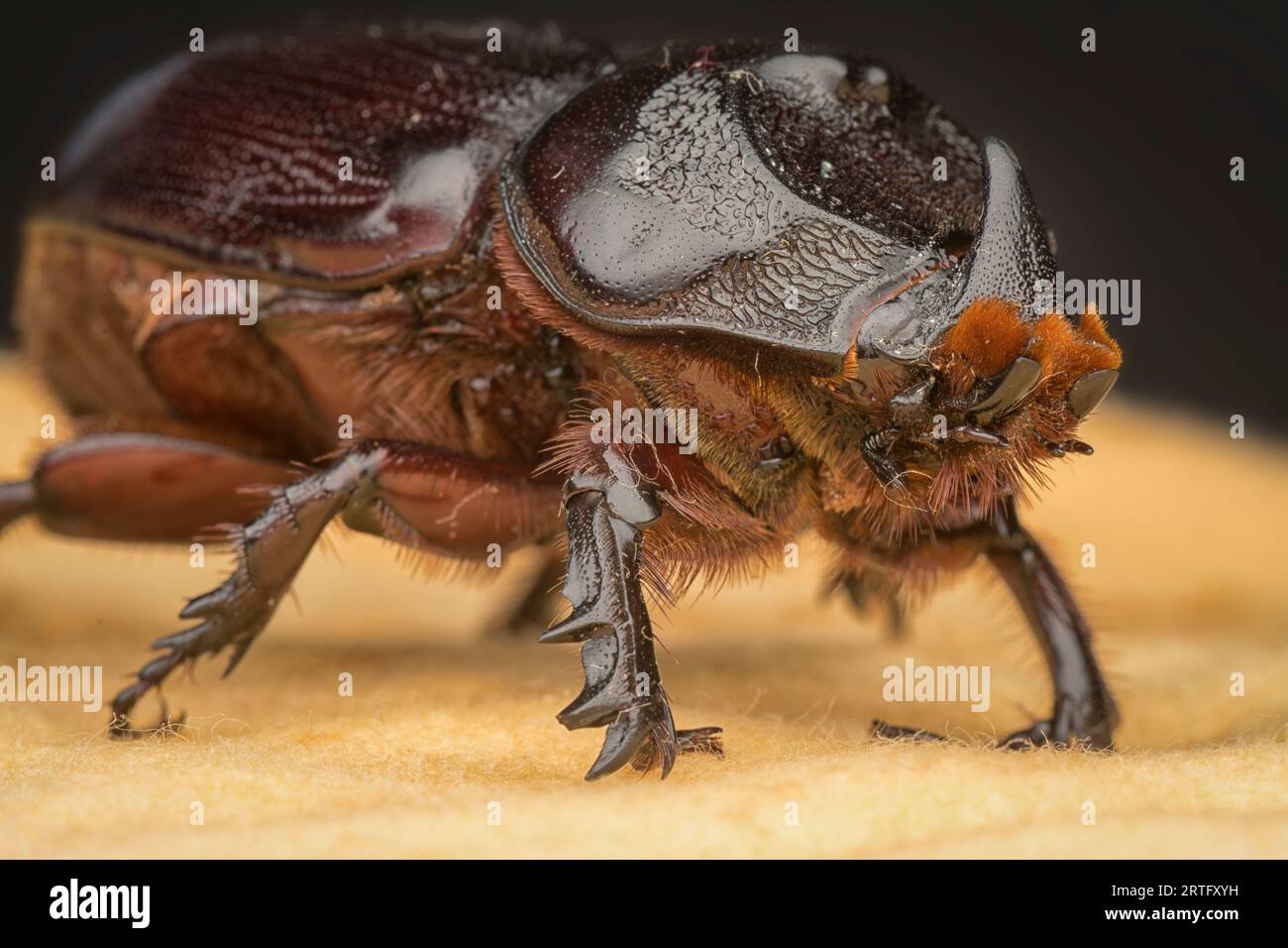 closeup shot of female rhinoceros beetle Stock Photo - Alamy