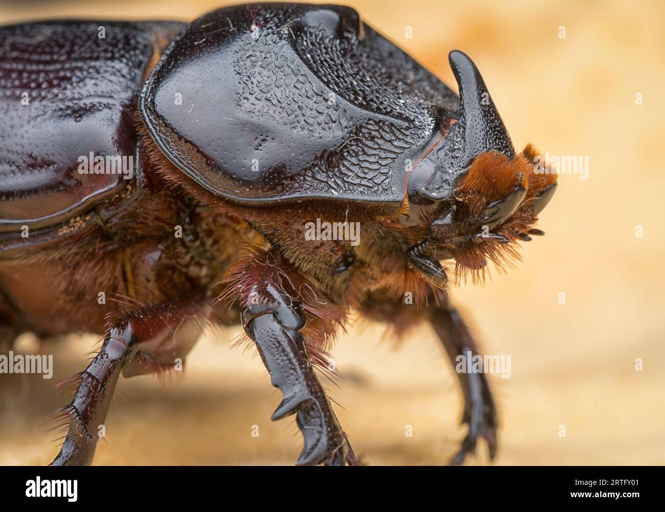 Rhinoceros beetle atlas hi-res stock photography and images - Alamy