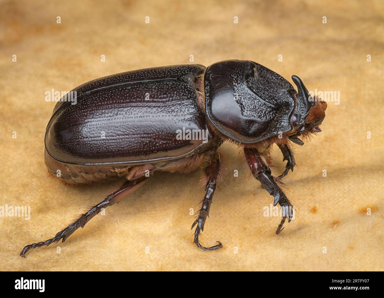 Female rhinoceros beetle hi-res stock photography and images - Alamy