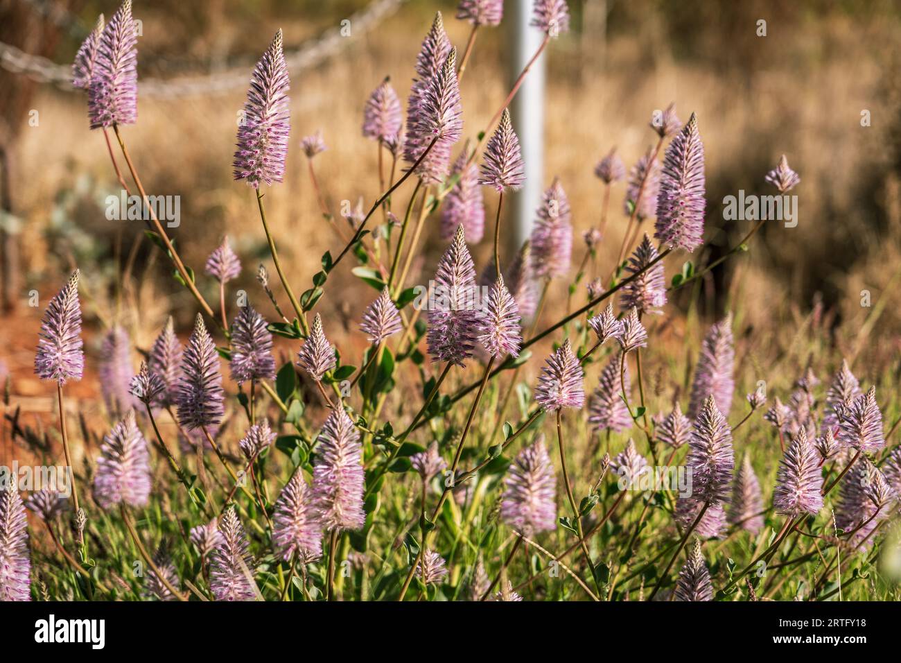 Mulla Mulla Ptilotus native Australian wlidflower Stock Photo - Alamy