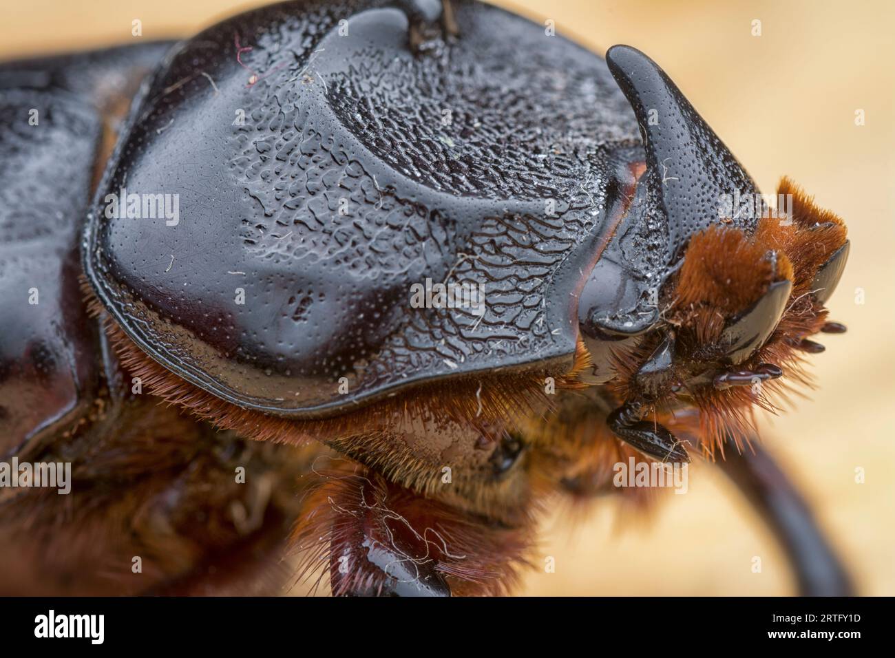 closeup shot of female rhinoceros beetle Stock Photo - Alamy