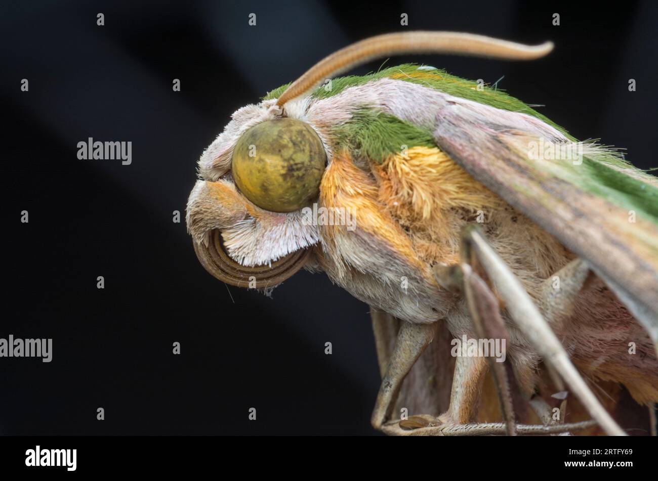 Insect headshot hi-res stock photography and images - Alamy