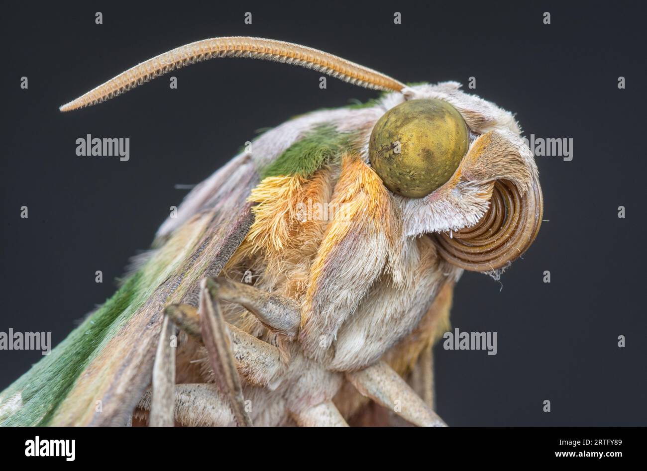 Insect headshot hi-res stock photography and images - Alamy