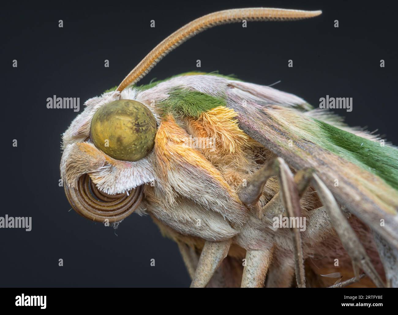 Oleander hawk moth wing hi-res stock photography and images - Alamy