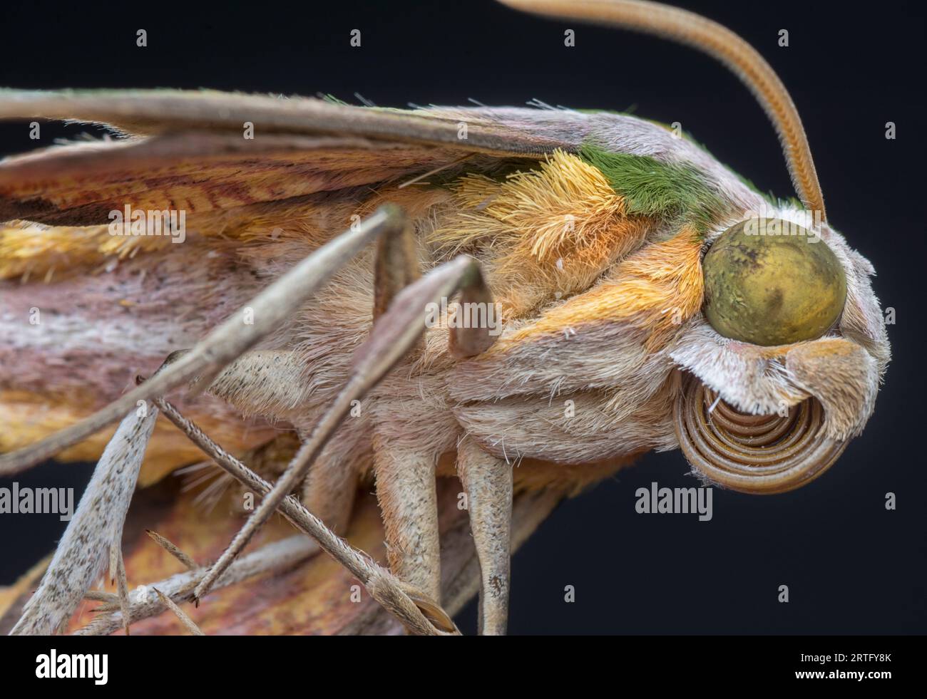 close shot of the hawk moth insect Stock Photo - Alamy