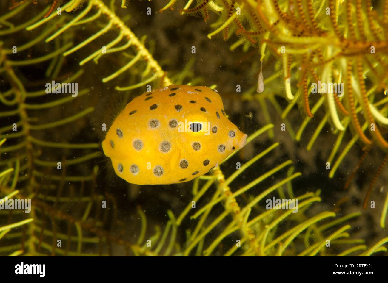 Yellow boxfish cube trunkfish ostracion hi-res stock photography and ...