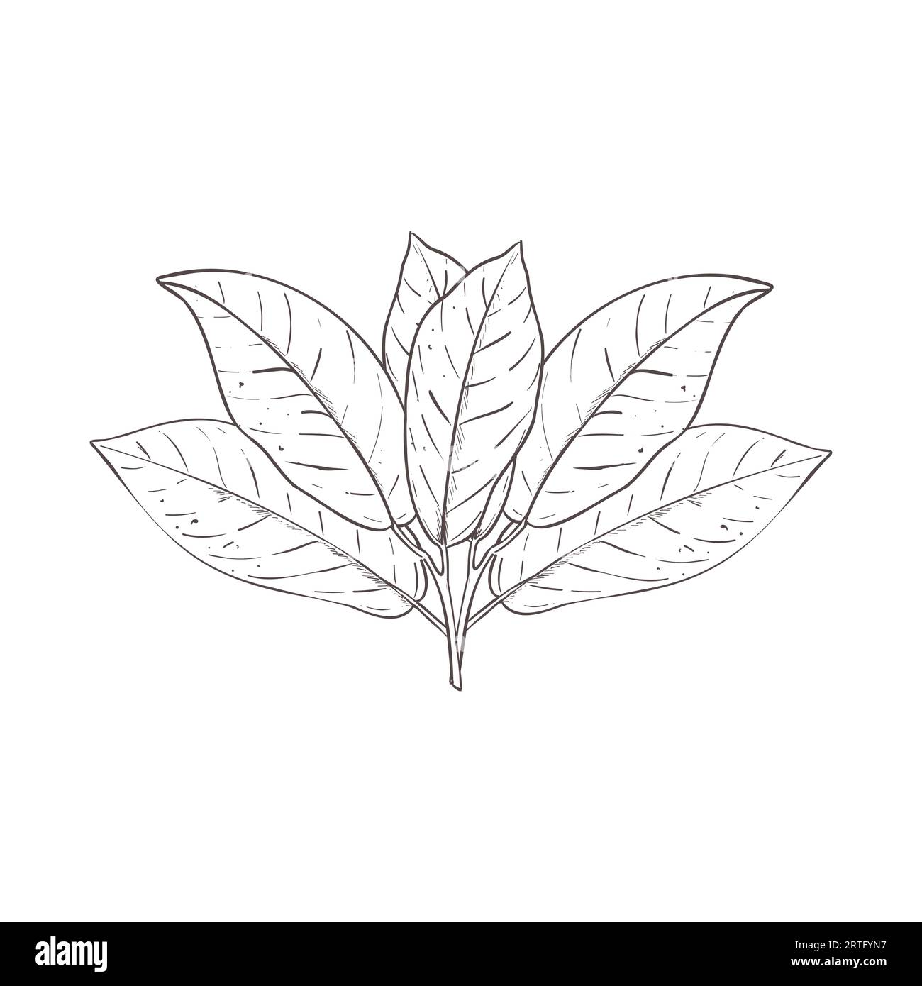 Vector illustration of cocoa leaves. Black outline of cacao branch ...