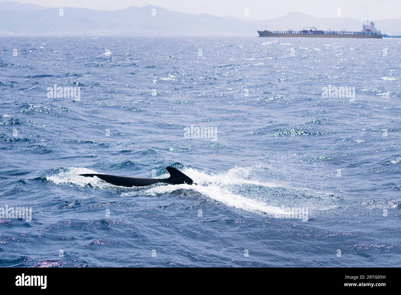 dolphin swimming in front of oil tanker ship Stock Photo - Alamy