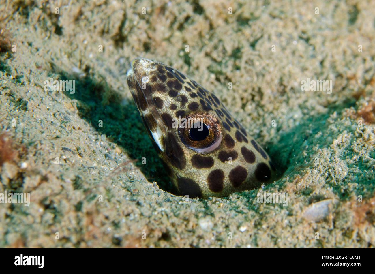 Barred Sand Conger, Poeciloconger fasciatus, in hole, Dili Rock East ...
