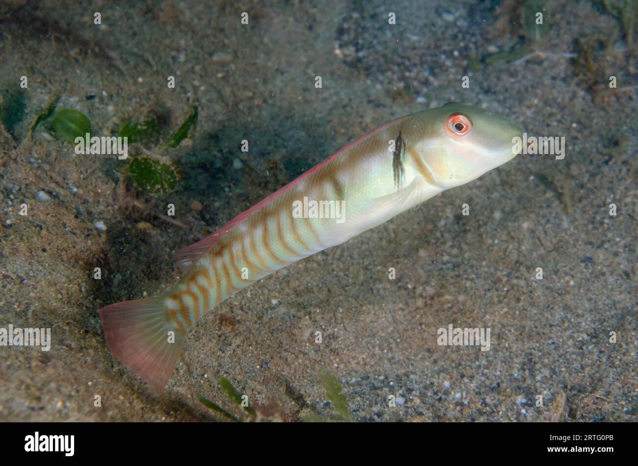 Male Collared Razorwrasse, Cymolutes torquatus, Dili Rock East dive ...