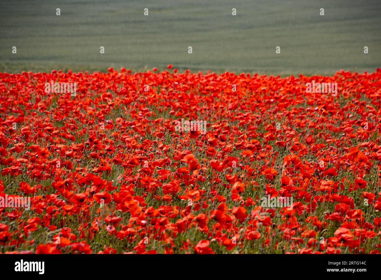 Red poppy field hi-res stock photography and images - Alamy
