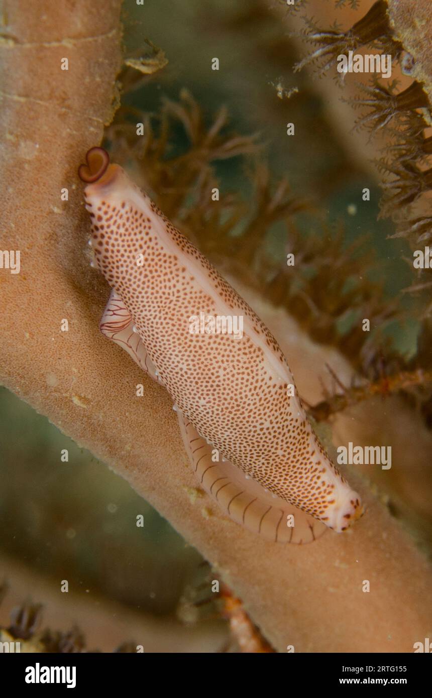 Depressed Spindle Cowrie, Hiatavolva depressa, on coral fan, Tasi Tolu ...