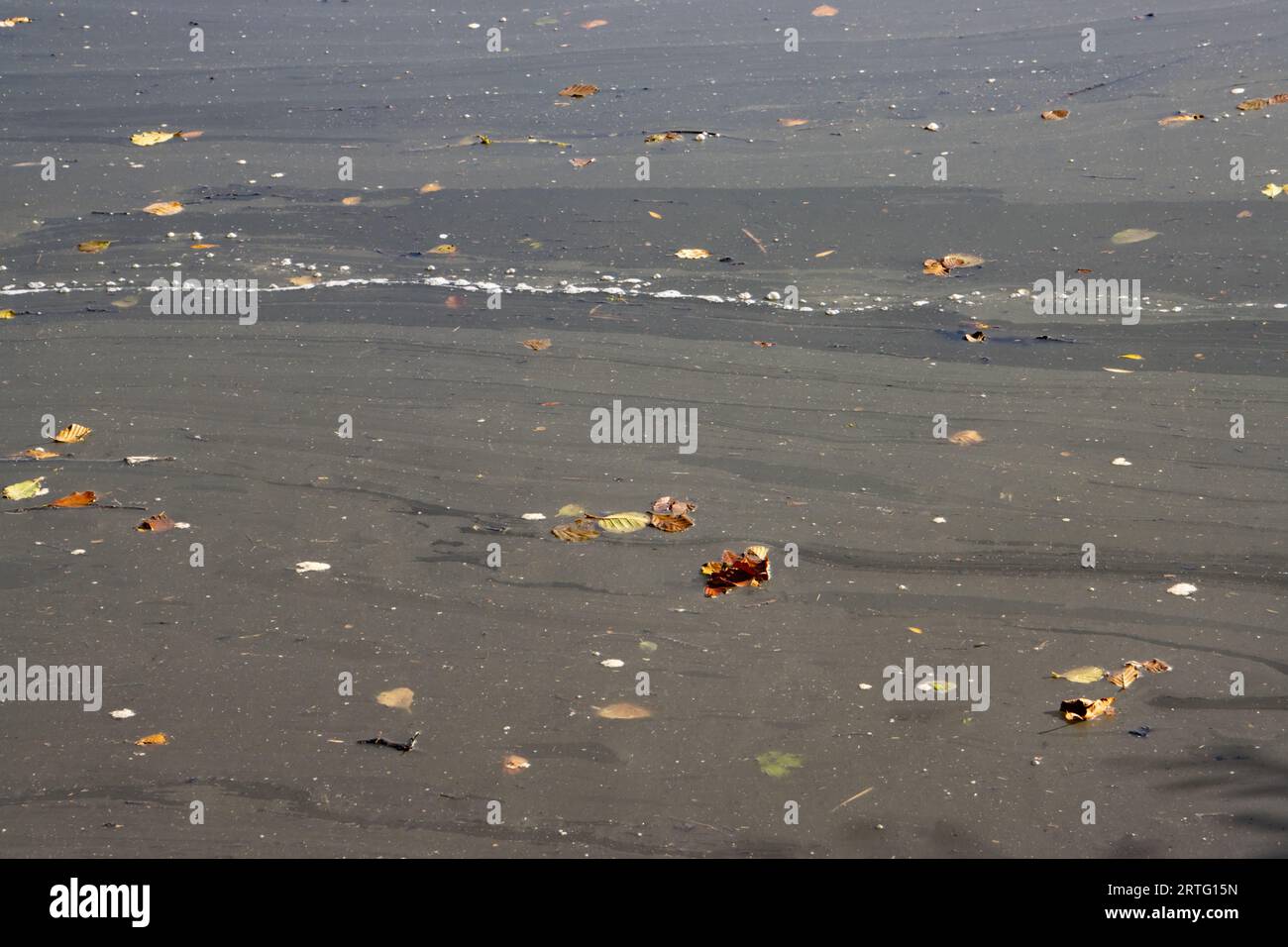 Dirt and foam floating on the water surface of a pond Stock Photo - Alamy