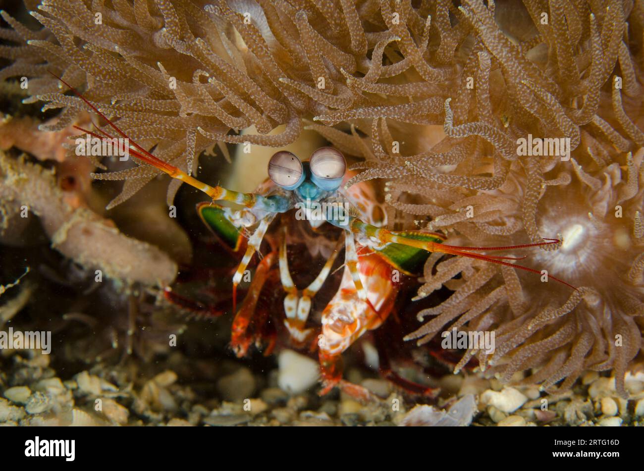 Smashing Mantis Shrimp, Odontodactylus scyllarus, by tentacles of ...