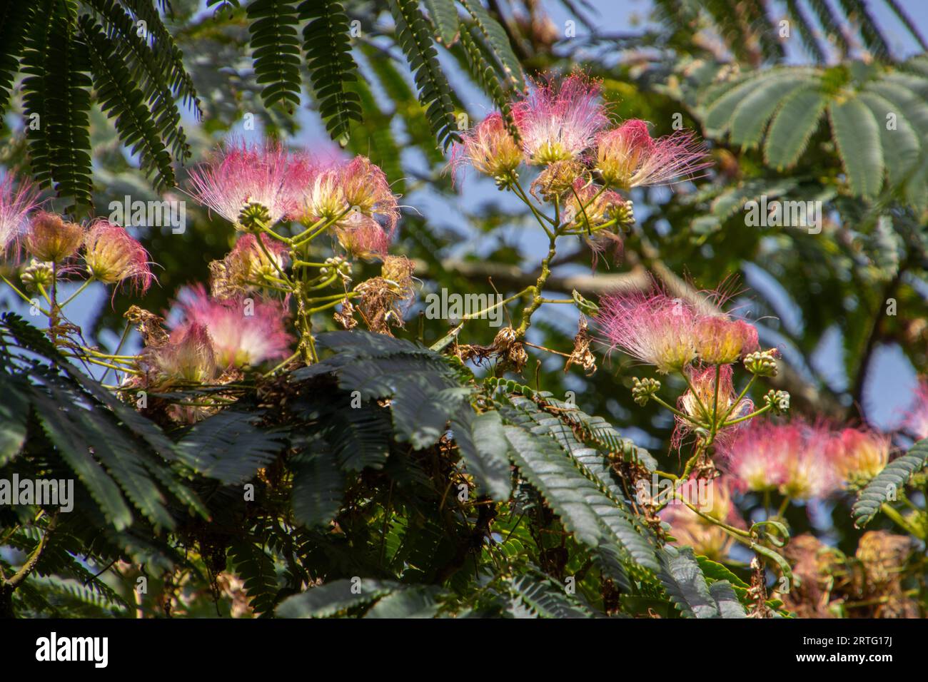 Persian silk tree blossom hi-res stock photography and images - Alamy