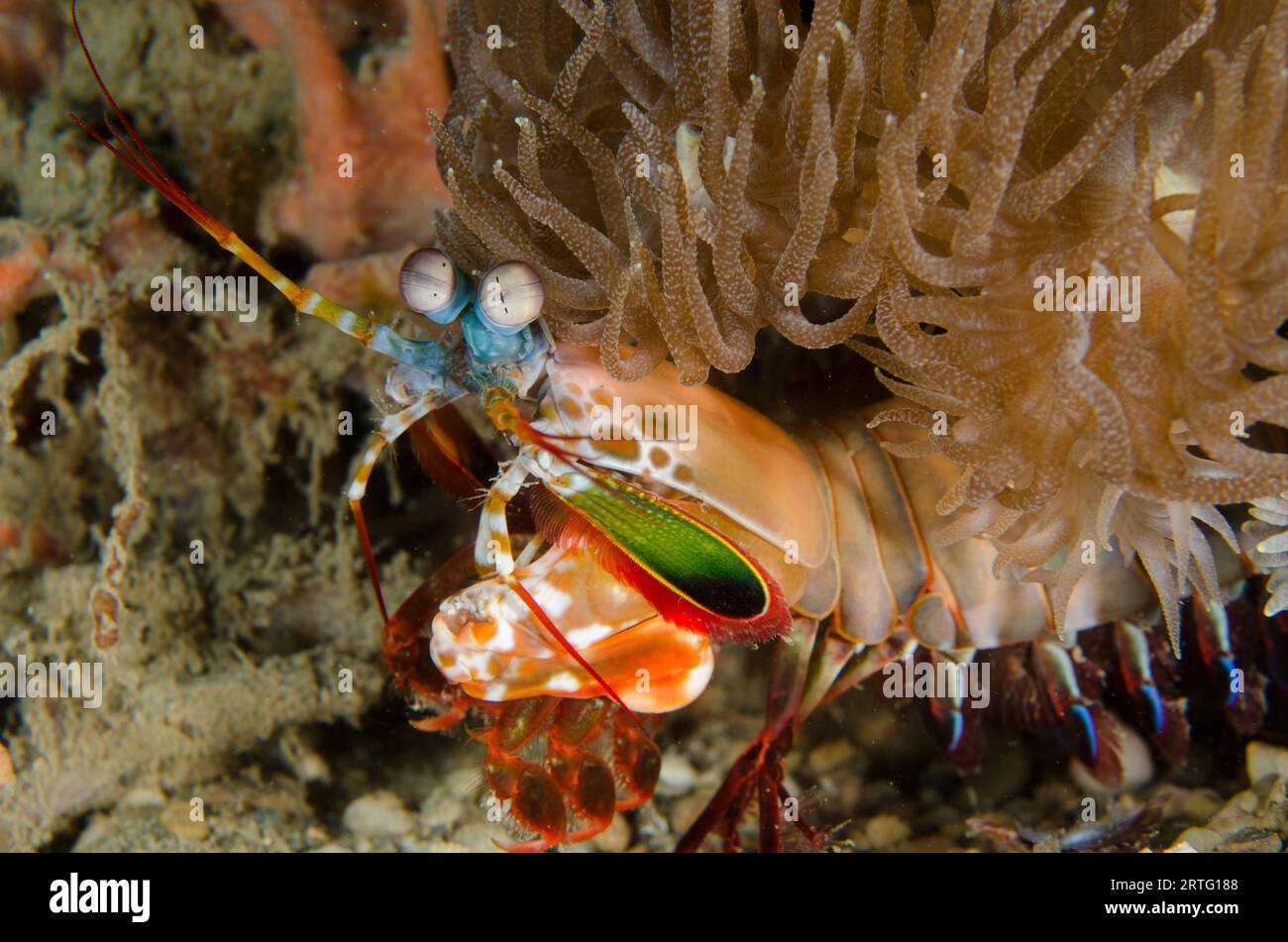 Smashing Mantis Shrimp, Odontodactylus scyllarus, by tentacles of ...