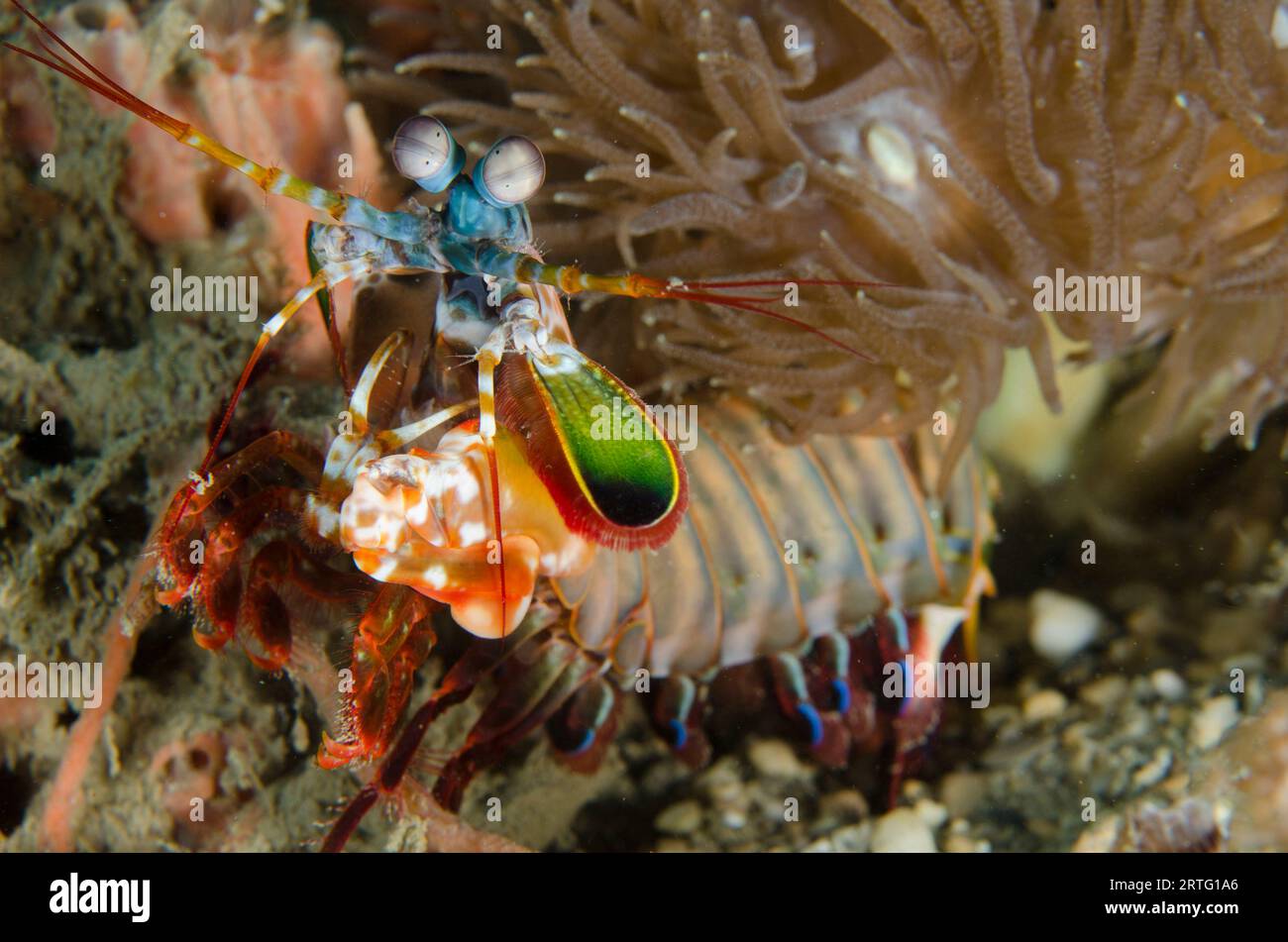 Smashing Mantis Shrimp, Odontodactylus scyllarus, by tentacles of ...