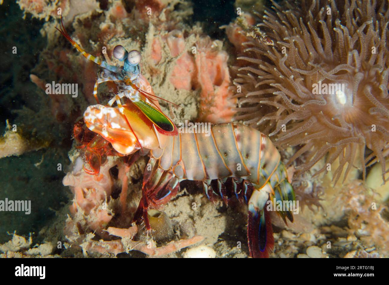 Smashing Mantis Shrimp, Odontodactylus scyllarus, by tentacles of ...