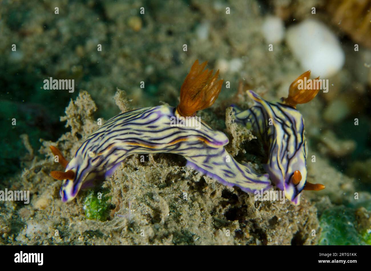 Black striped hypselodoris hi-res stock photography and images - Alamy