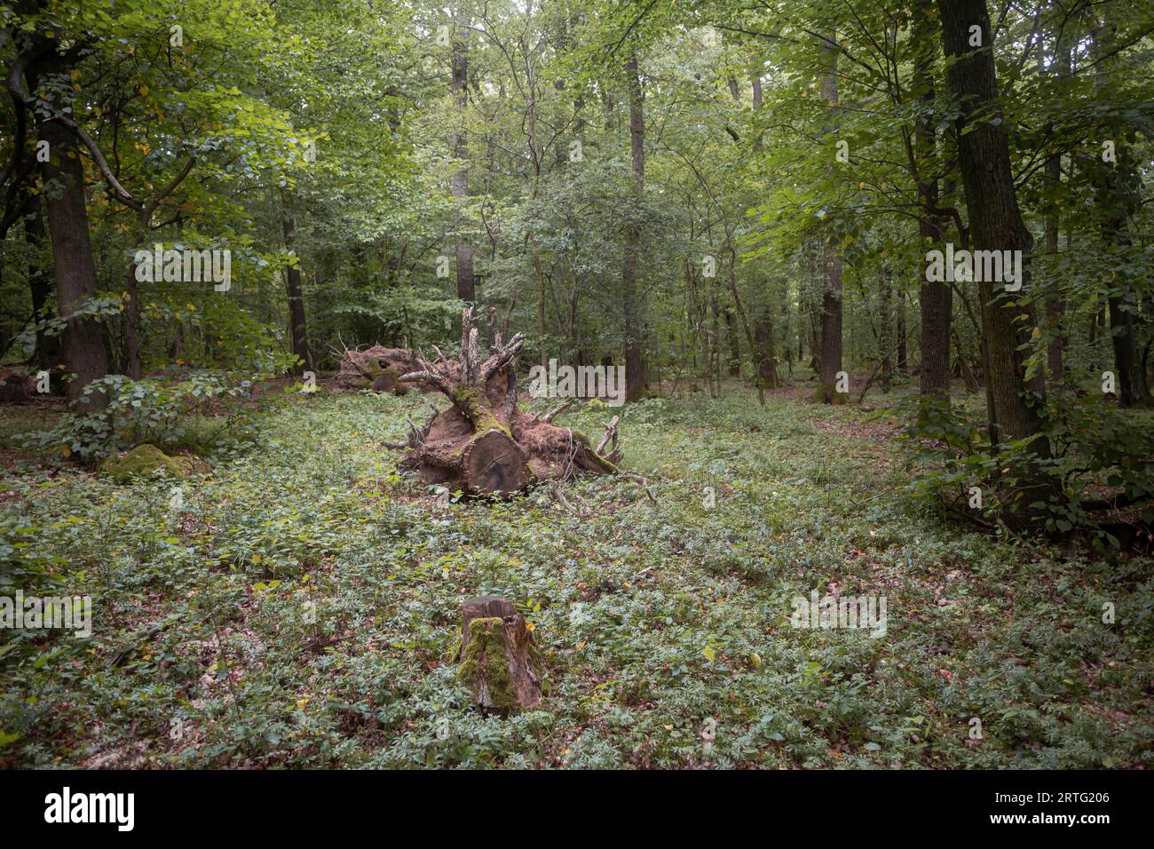 The uprooted stumps Stock Photo - Alamy