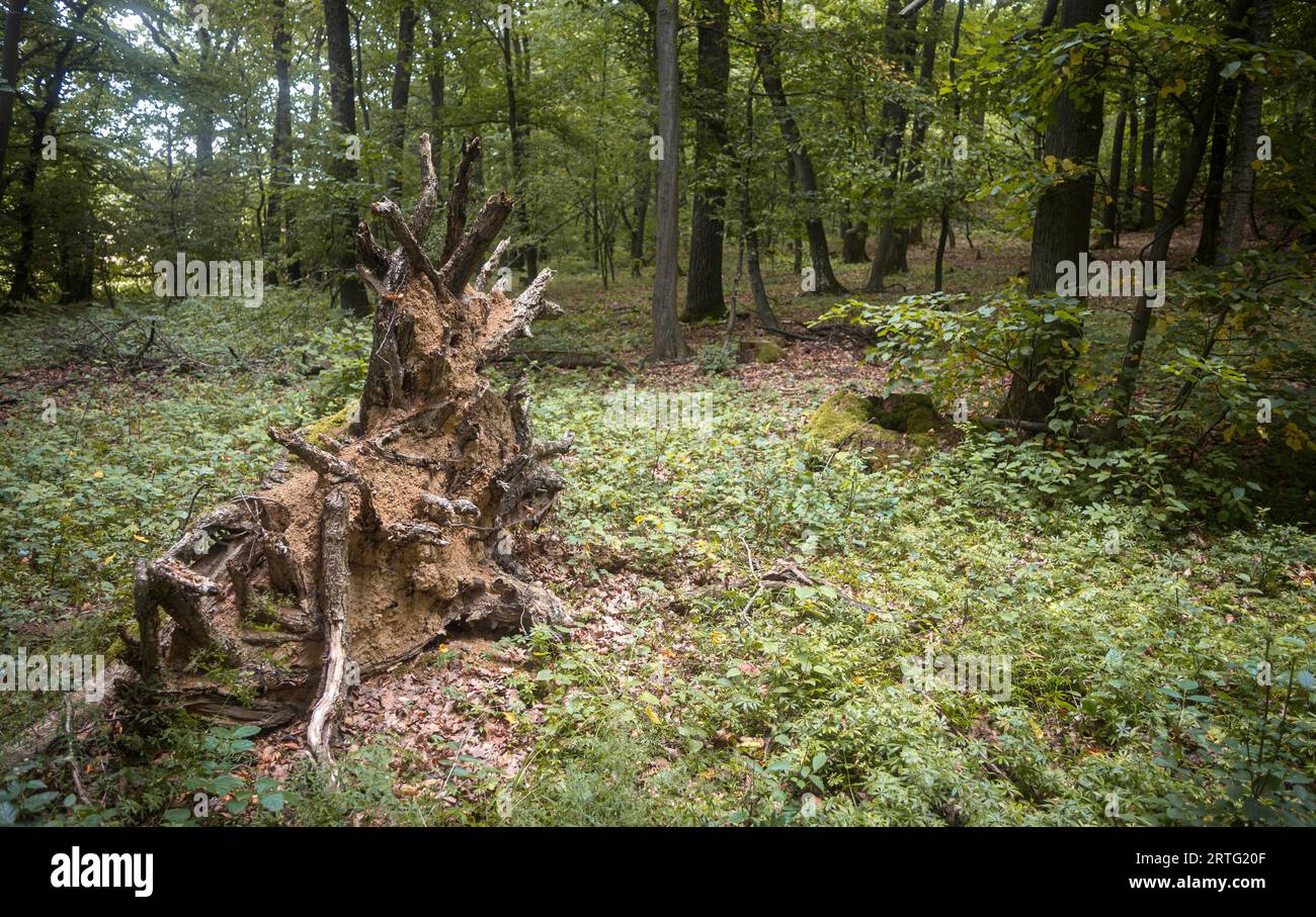 The uprooted stumps Stock Photo - Alamy