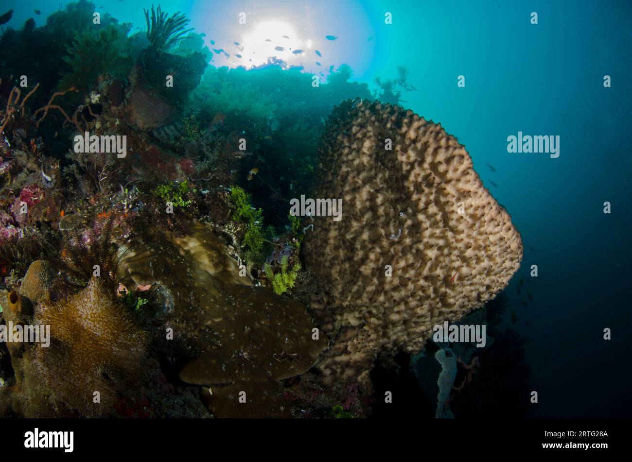 Ancorinidae hi-res stock photography and images - Alamy