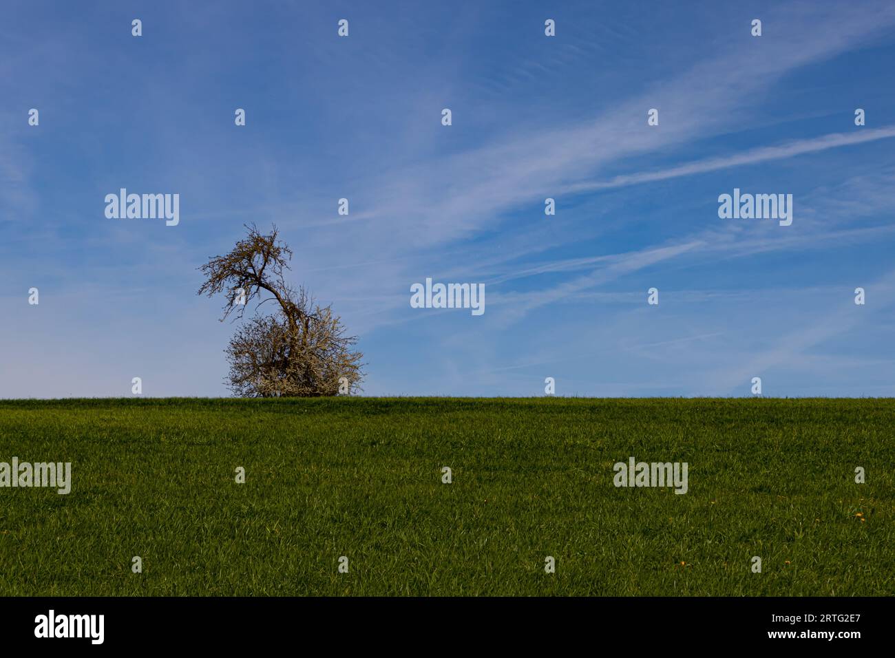 Tree horizon hi-res stock photography and images - Alamy