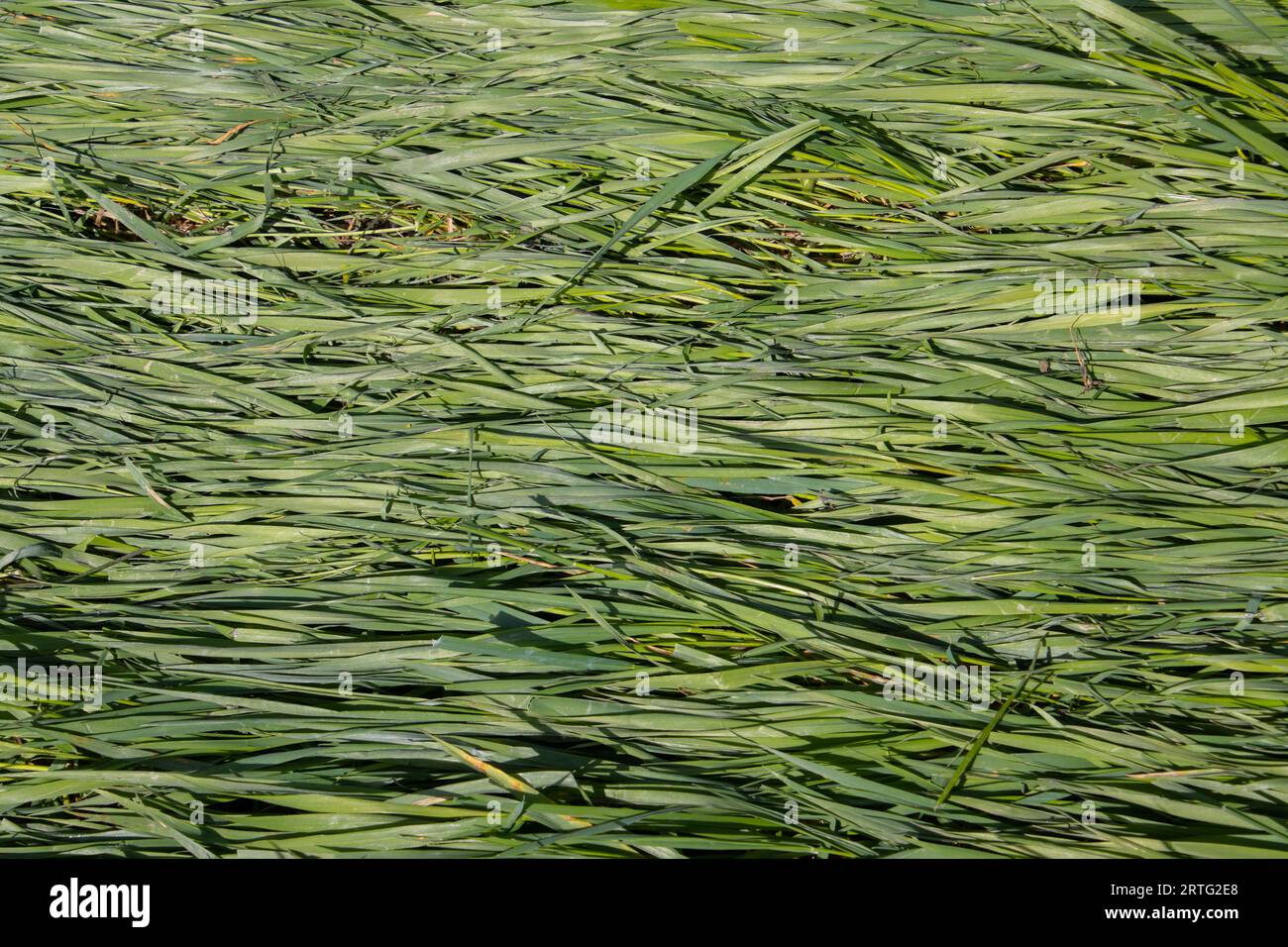 Pressed down grass for green natural background Stock Photo - Alamy