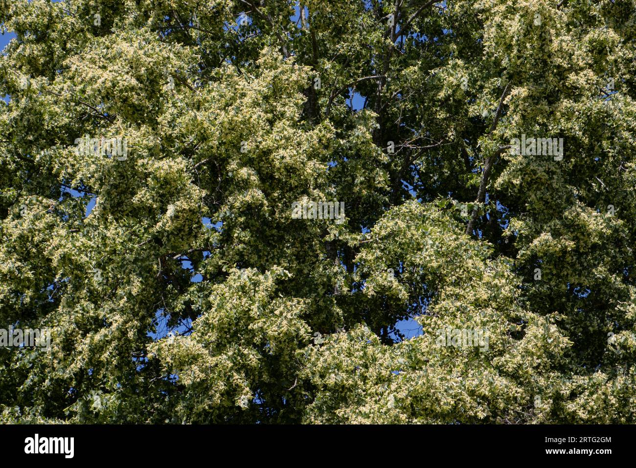 Branches of a blooming linden tree Stock Photo - Alamy