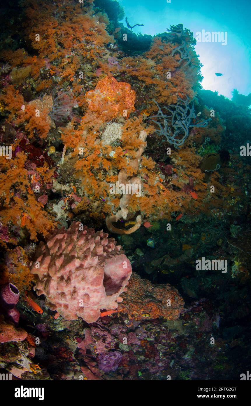 Barrel Sponge, Xestospongia testudinaria, with Glomerate Tree Coral ...