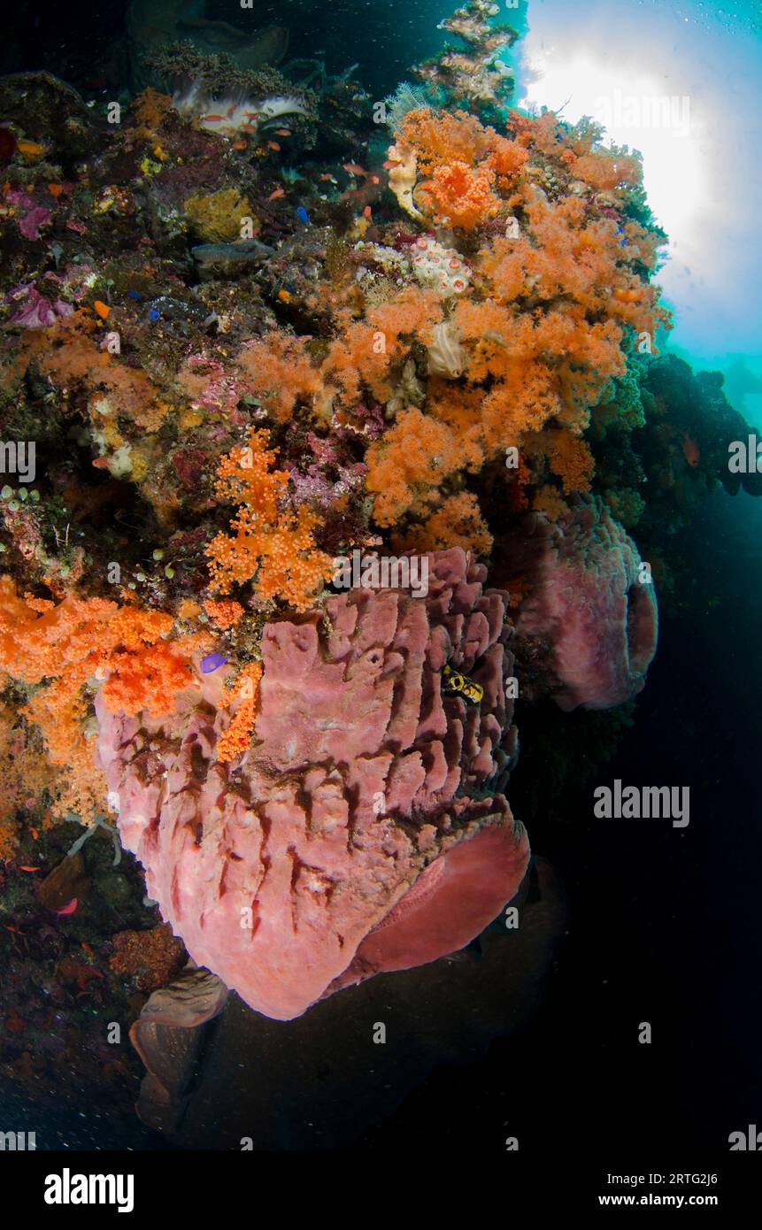 Barrel Sponge, Xestospongia testudinaria, with Glomerate Tree Coral ...
