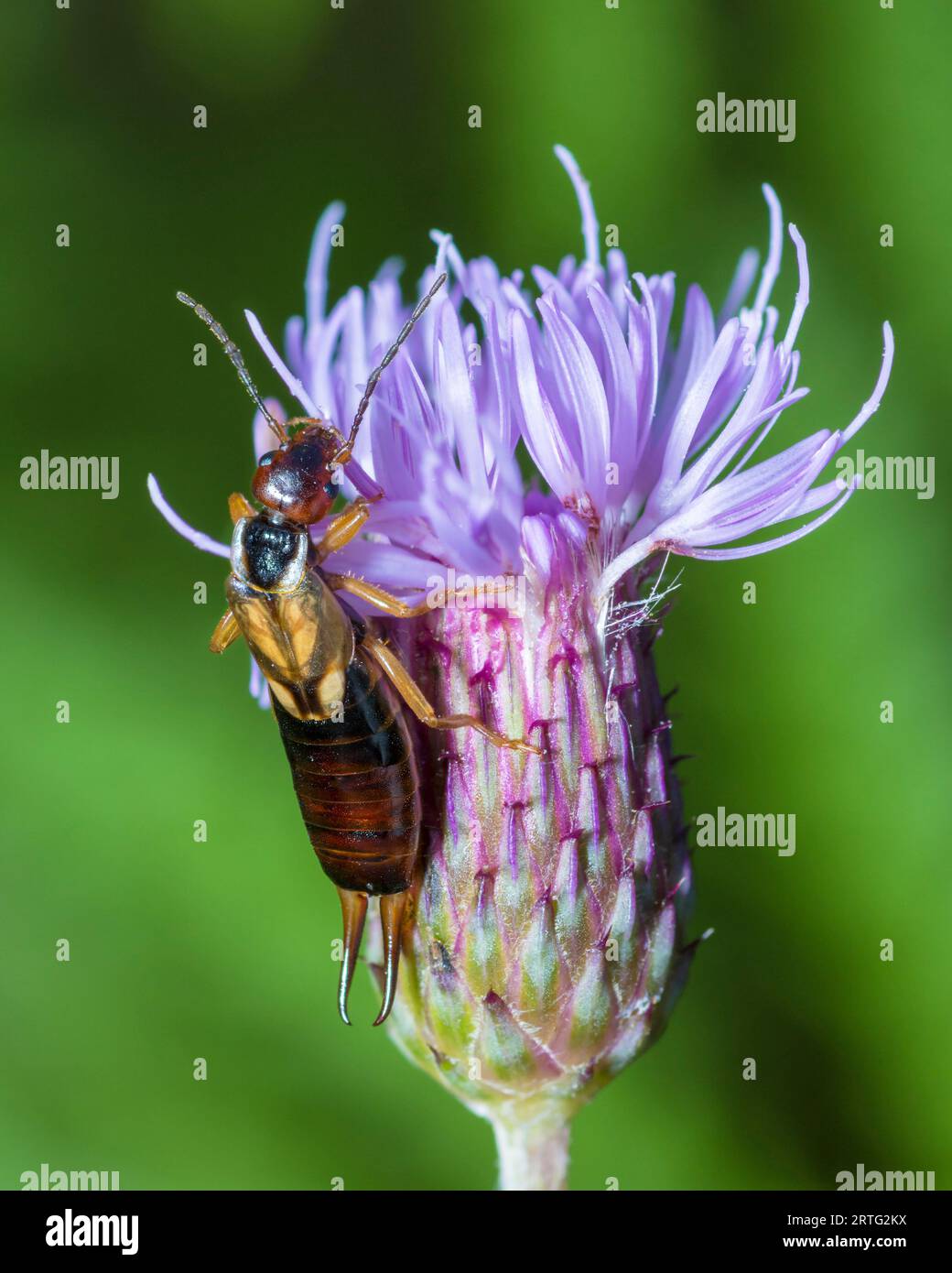 European Earwig, Forficula Auricularia, feeding on a flower Stock Photo ...