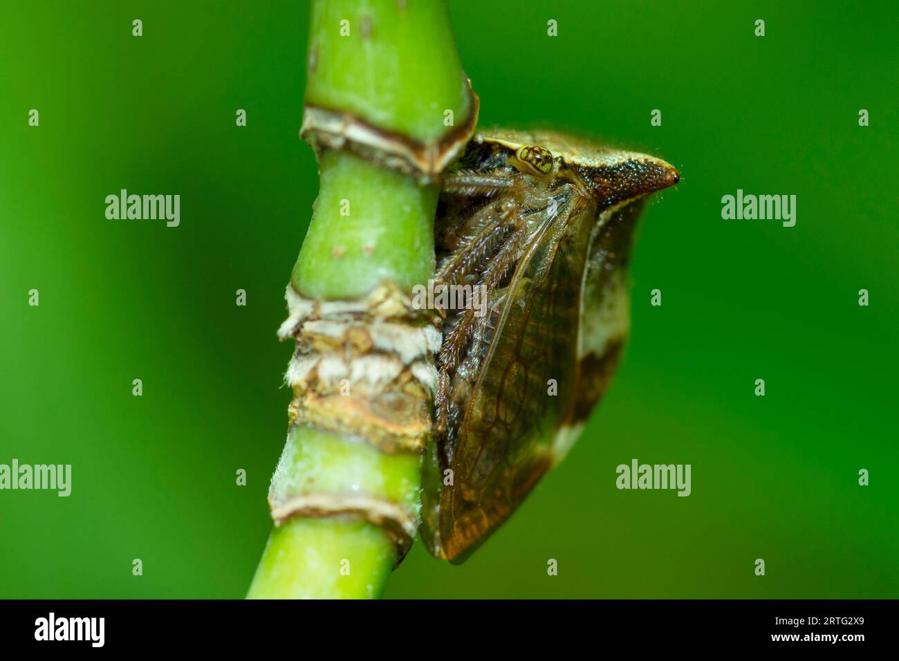 Two-Horned Treehopper, Stictocephala Diceros Stock Photo - Alamy