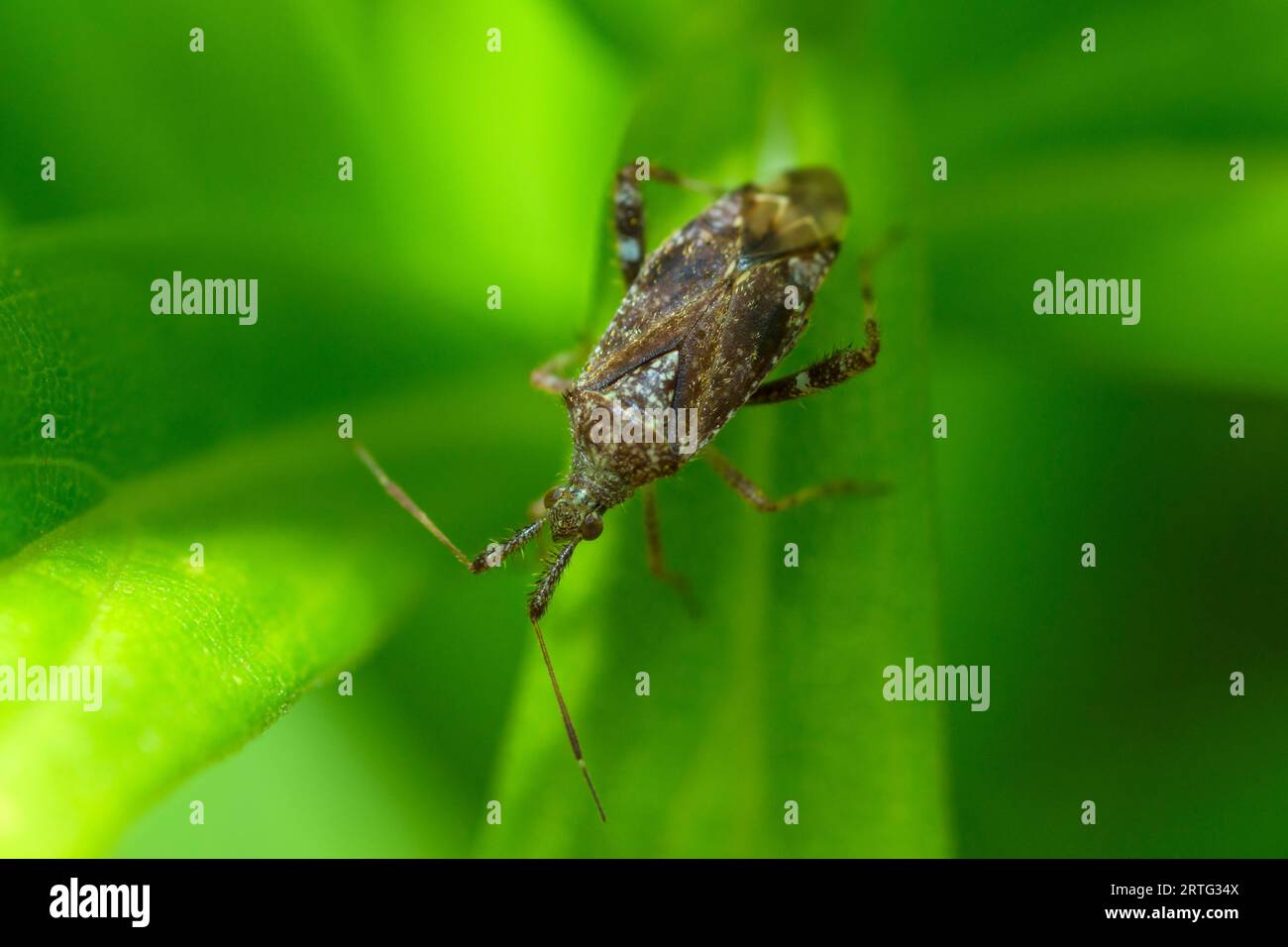 Clouded Plant Bug on a leaf, Neurocolpus Nubilus Stock Photo - Alamy