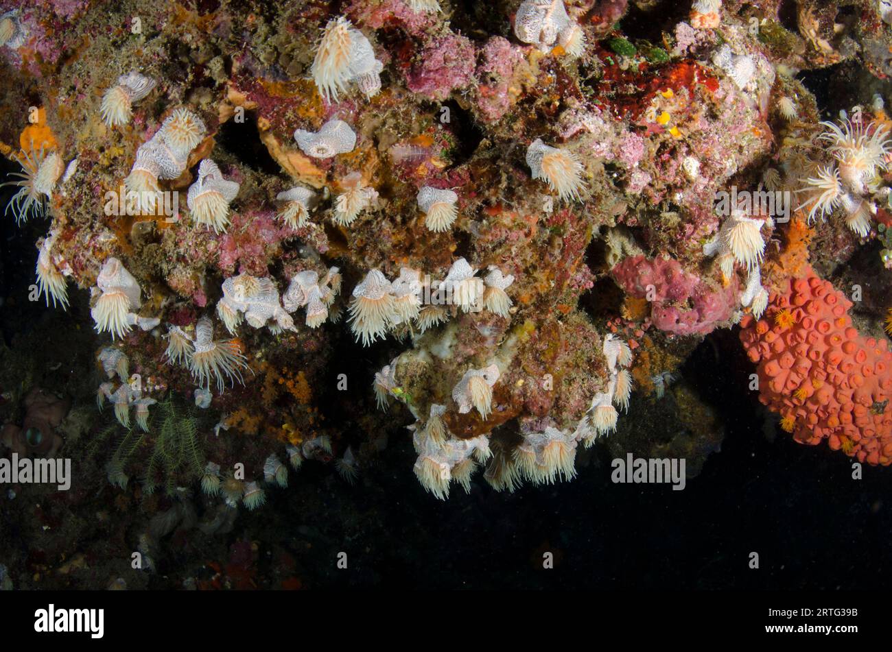 Colonial Sea Anemone, Namanthus annamensis, The Cove dive site, Atauro ...