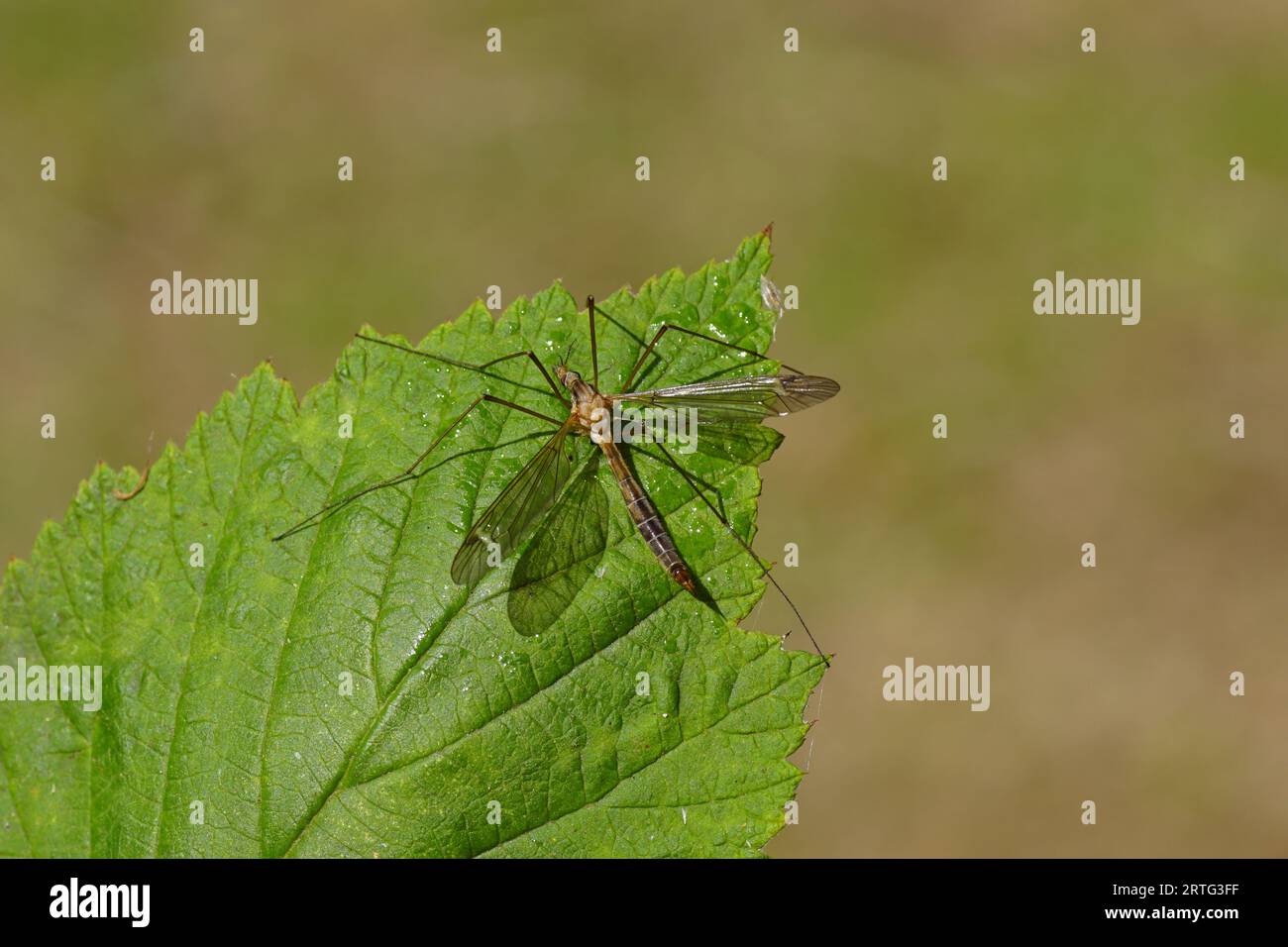 Close up female Crane fly Tipula lunata. Family Crane flies (Tipulidae ...