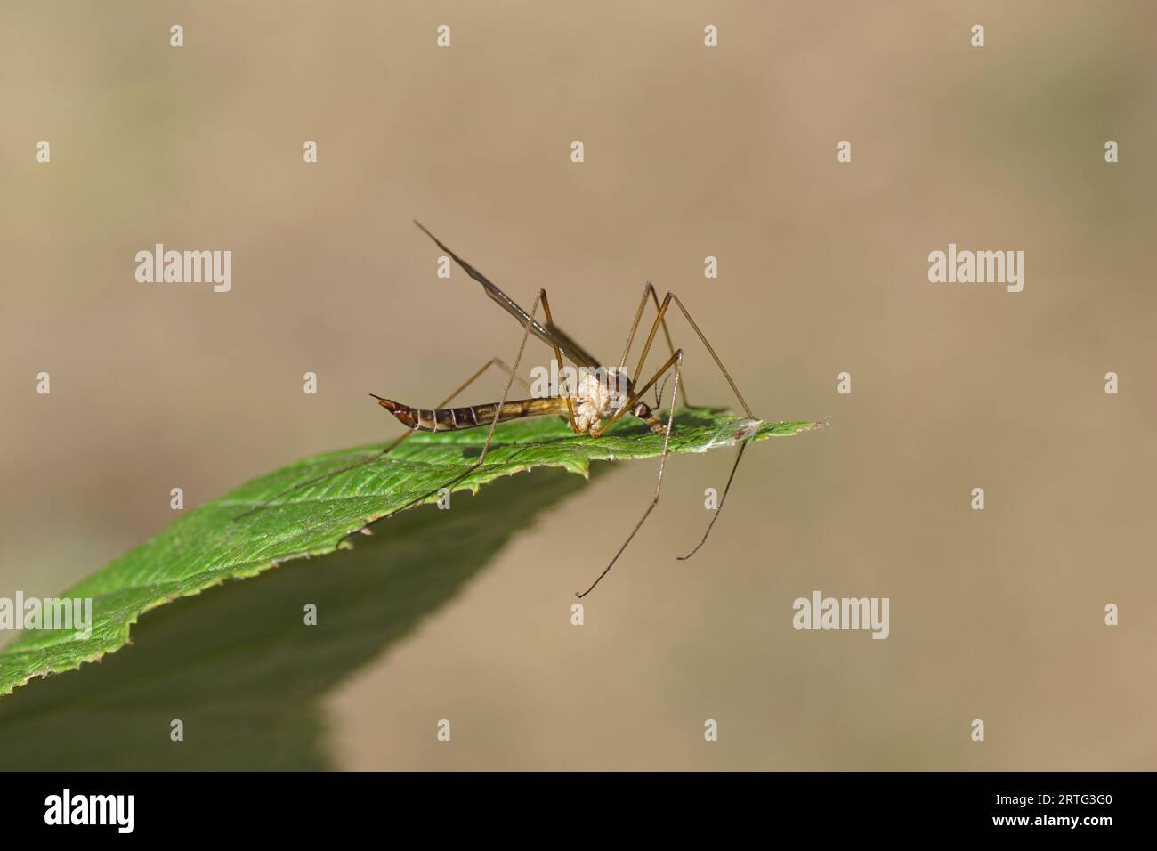 Close up female Crane fly Tipula lunata. Family Crane flies (Tipulidae ...