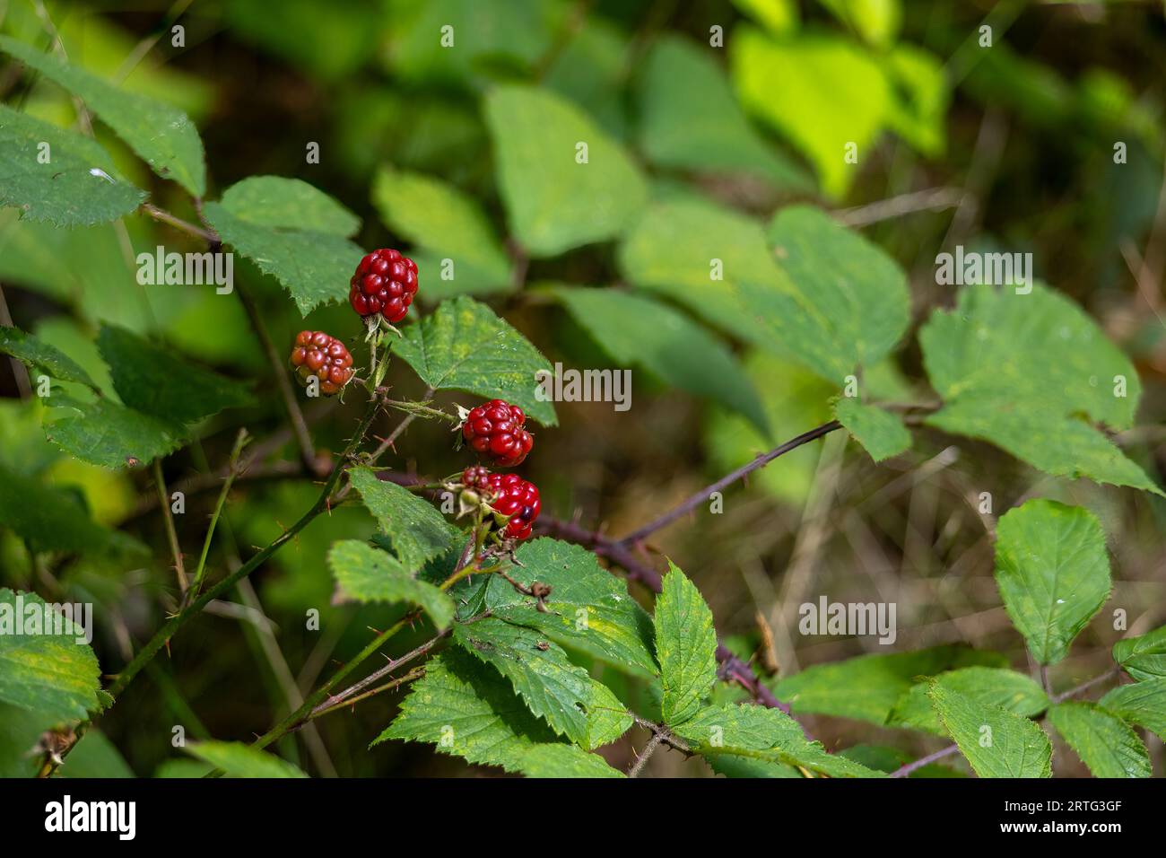 Festooned greenery hi-res stock photography and images - Alamy