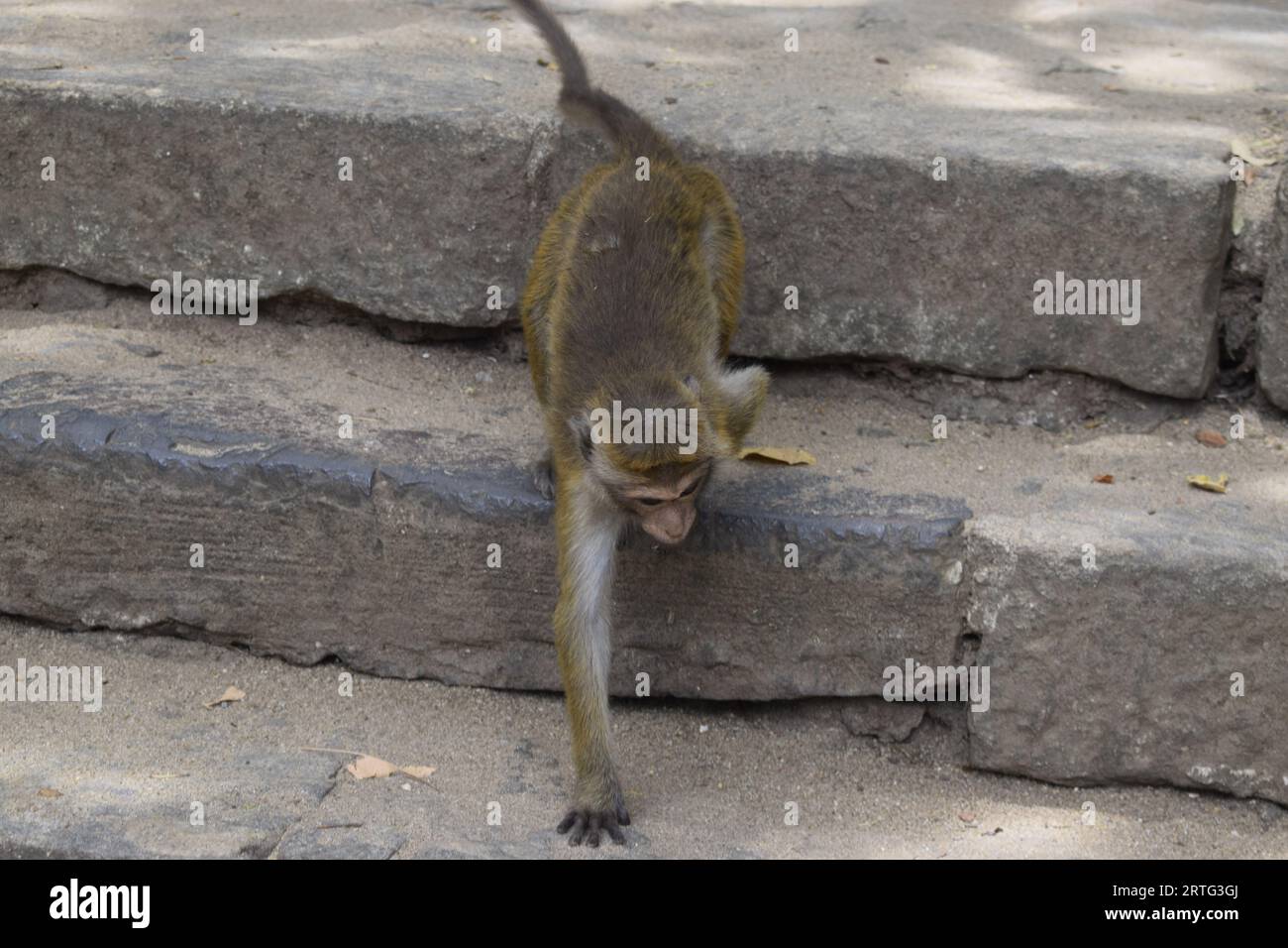 Monkey staircase hi-res stock photography and images - Alamy