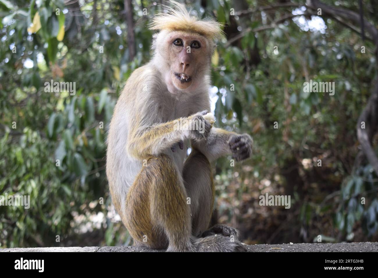 A Srilankan monkey perched atop a rocky wall against lush green trees ...