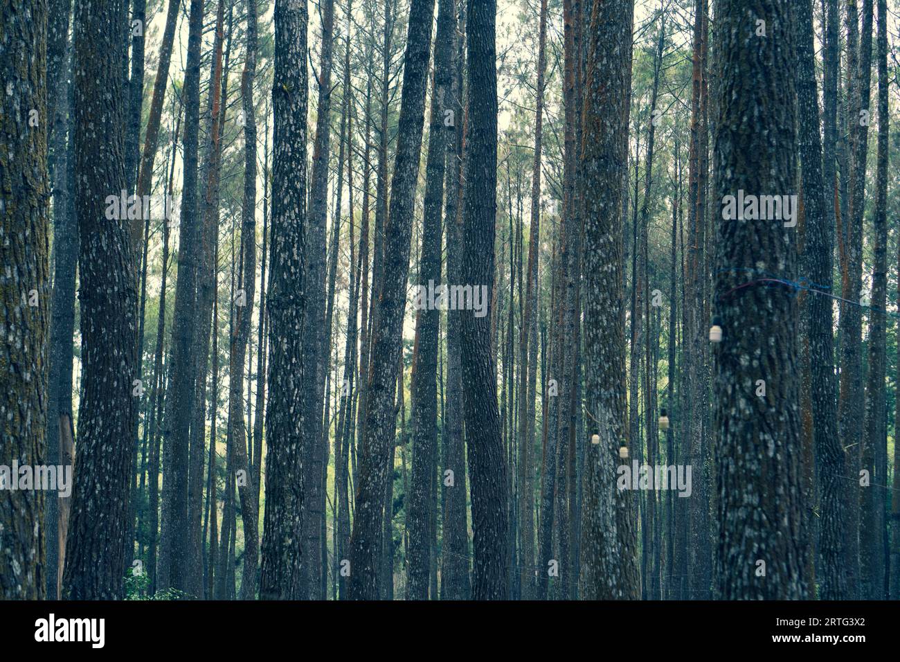 Group pine trees in hi-res stock photography and images - Alamy