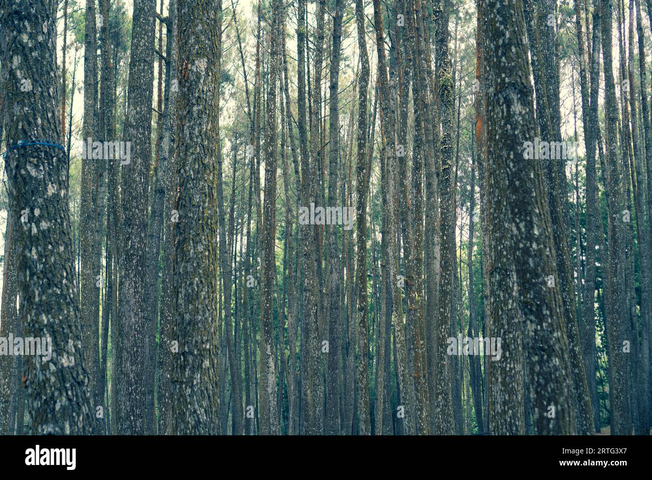 Group trees in pine hi-res stock photography and images - Alamy