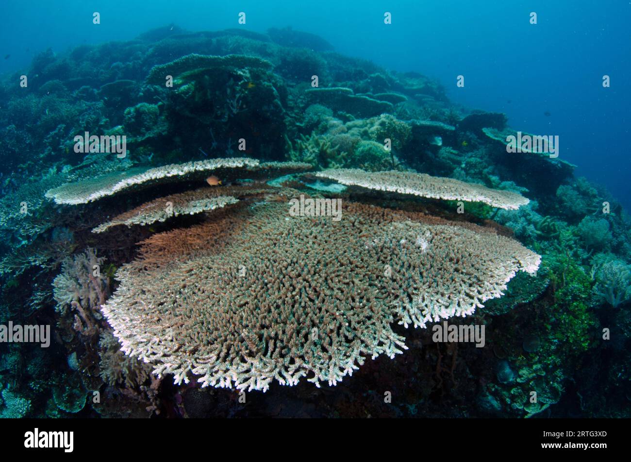 Large Table Coral, Acropora sp, Outer Reef dive site, Atauro Island ...