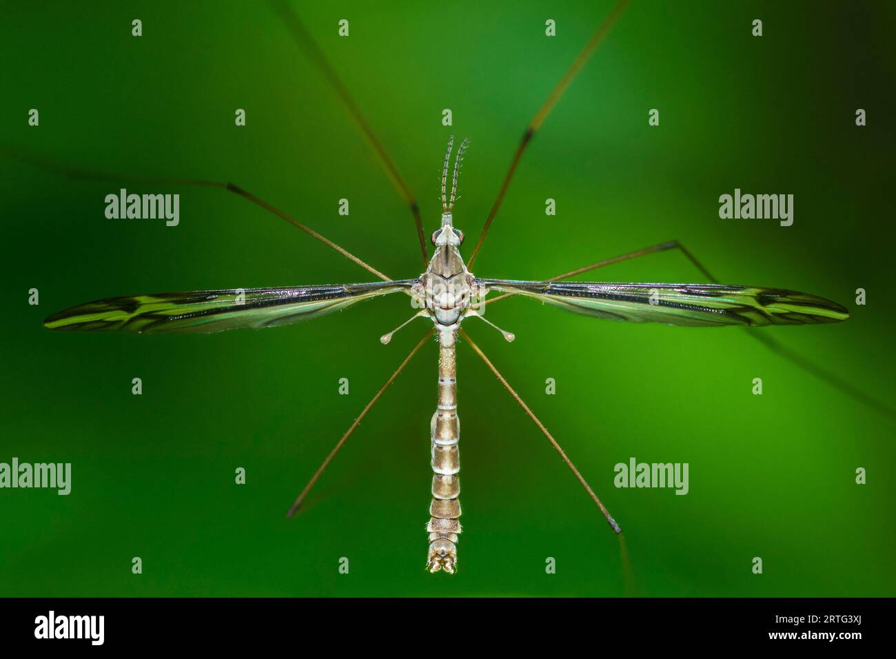 Macro crane fly tipula hi-res stock photography and images - Alamy