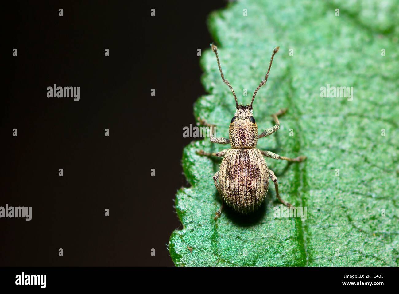 Imported Long-Horned Weevil on a leaf, Calomycterus Setarius Stock ...