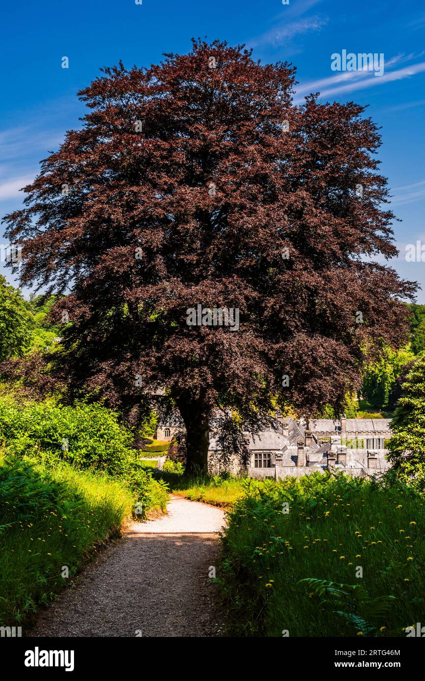 Copper Beech (Fagus sylvatica 'Purpurea') at Lanhydrock, Bodmin ...