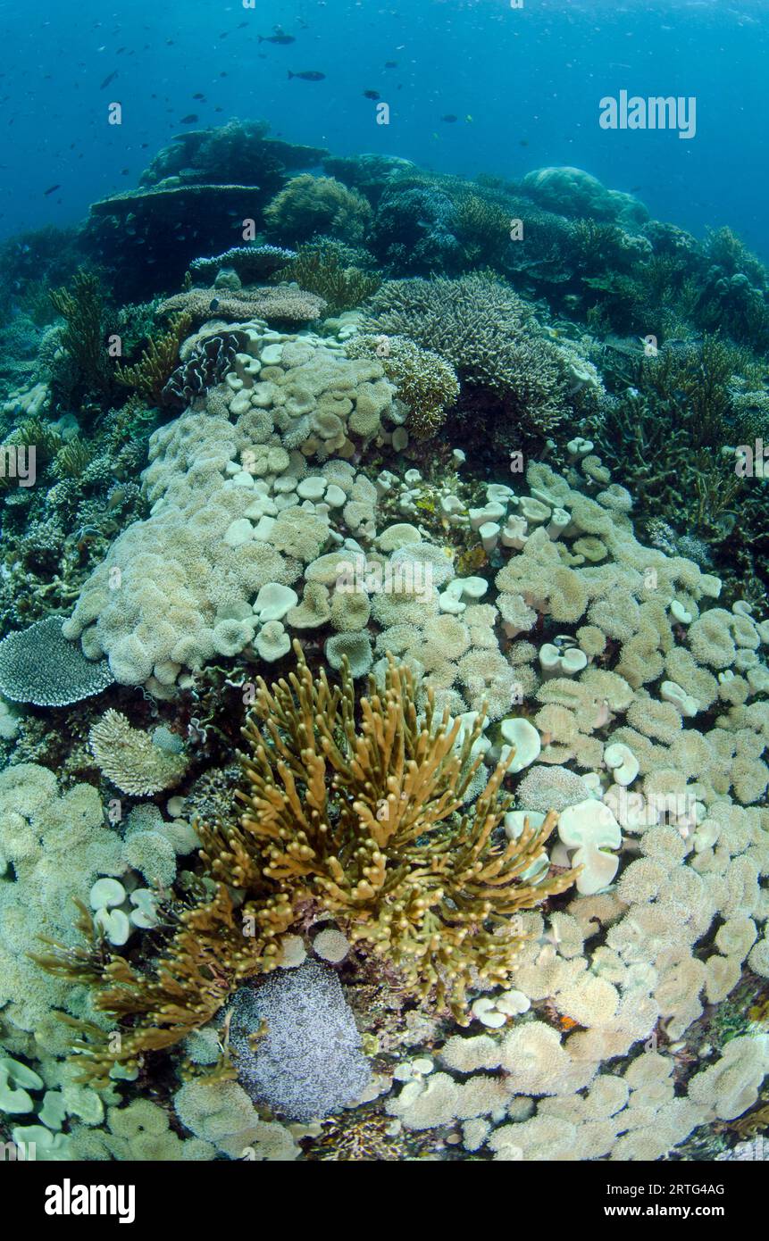 Group of Sarcophyton soft corals, Sarcophyton sp, Outer Reef dive site ...