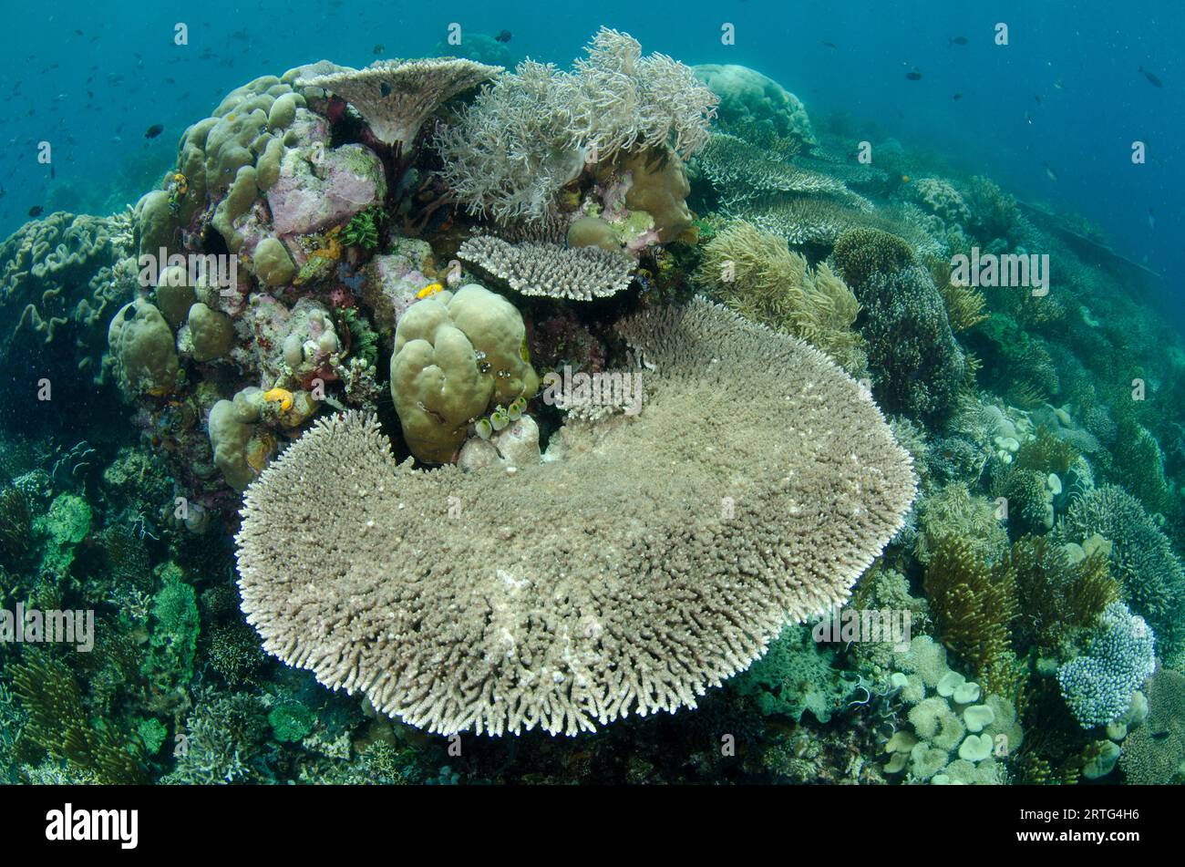 Large Table Coral, Acropora sp, with fish in background, Outer Reef ...