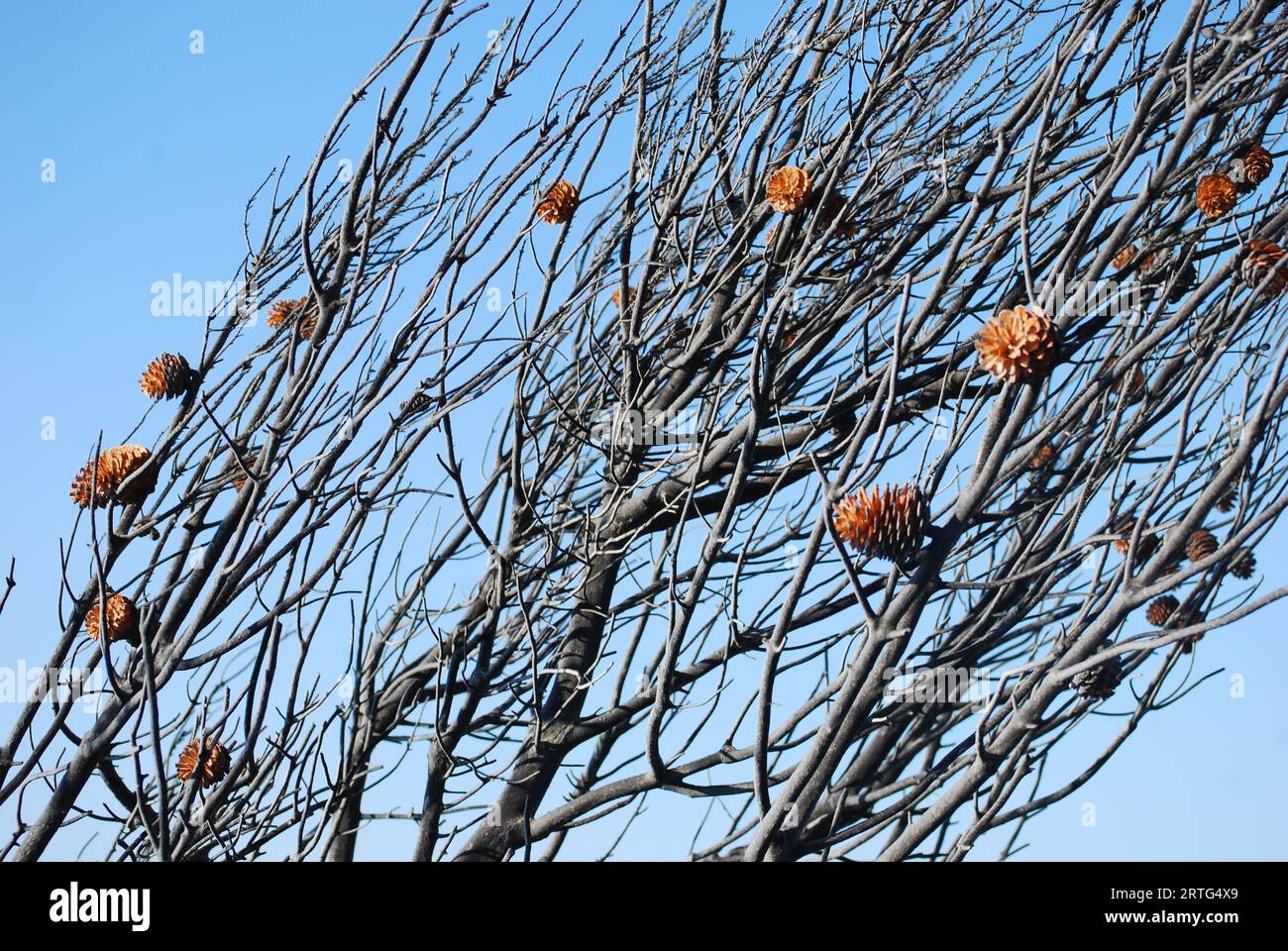 Pine tree after the wildfires in greek island of Rhodes, Rhodes, Greece ...
