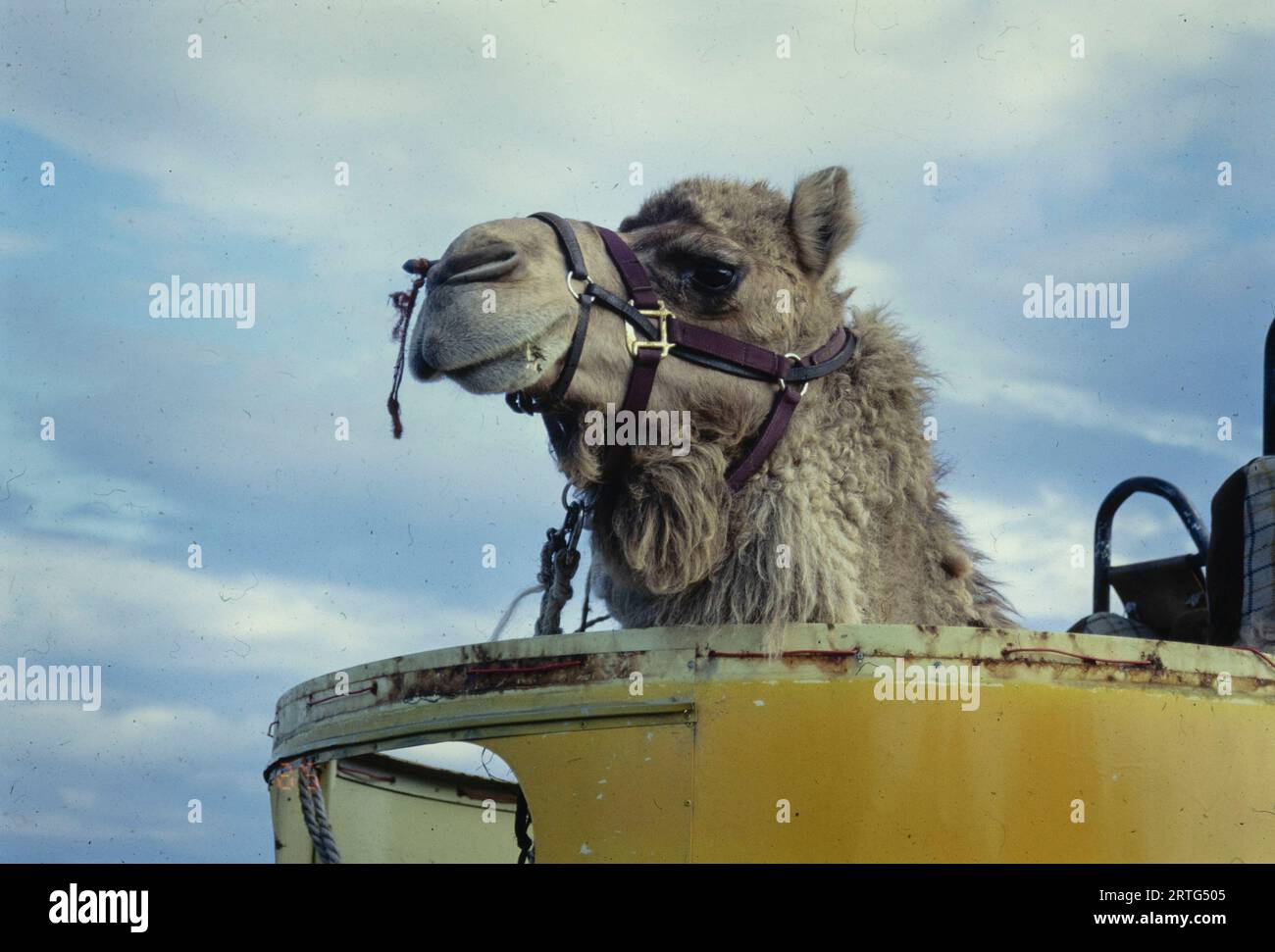 Melbourne, Australia December 1989: Historic image of a camel being ...
